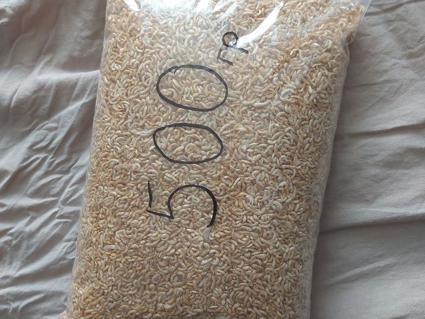 Гаммарус сушеный