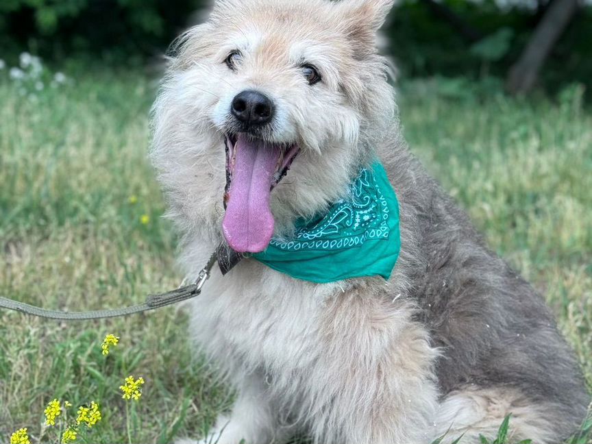 Кеша ждет семью в приюте Некрсовка