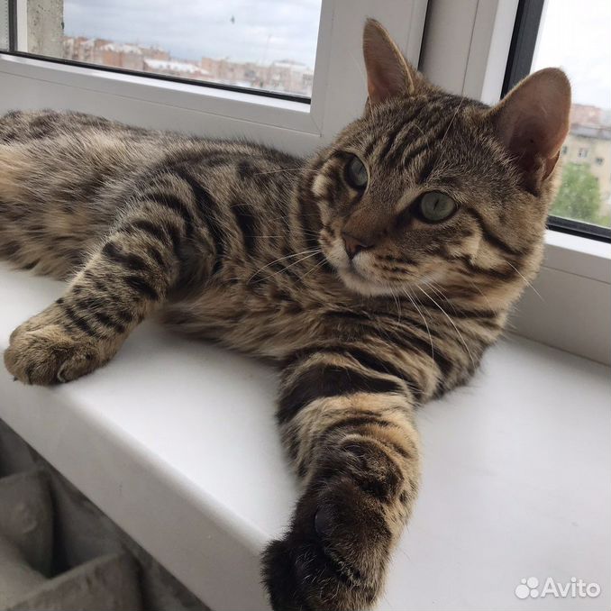 Котик Бенгал
