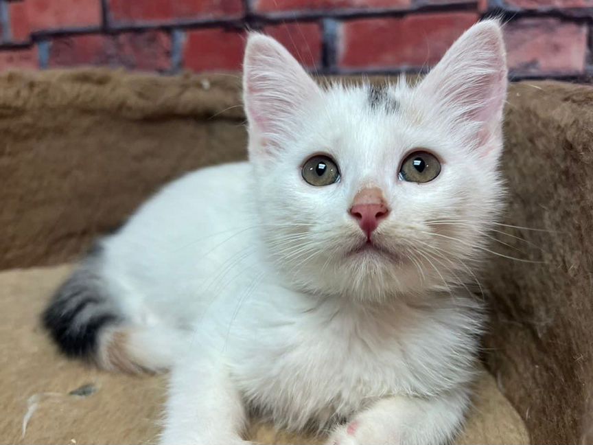 Маленькая Стеша 2,5 мес