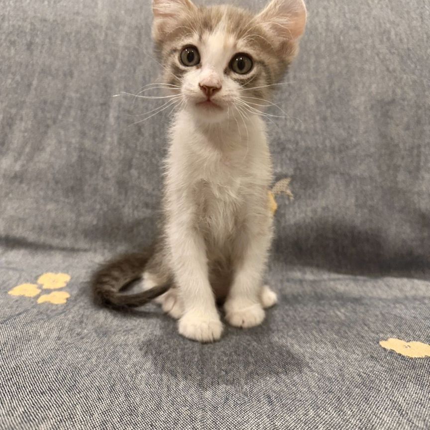 Котята сфинкс двельф