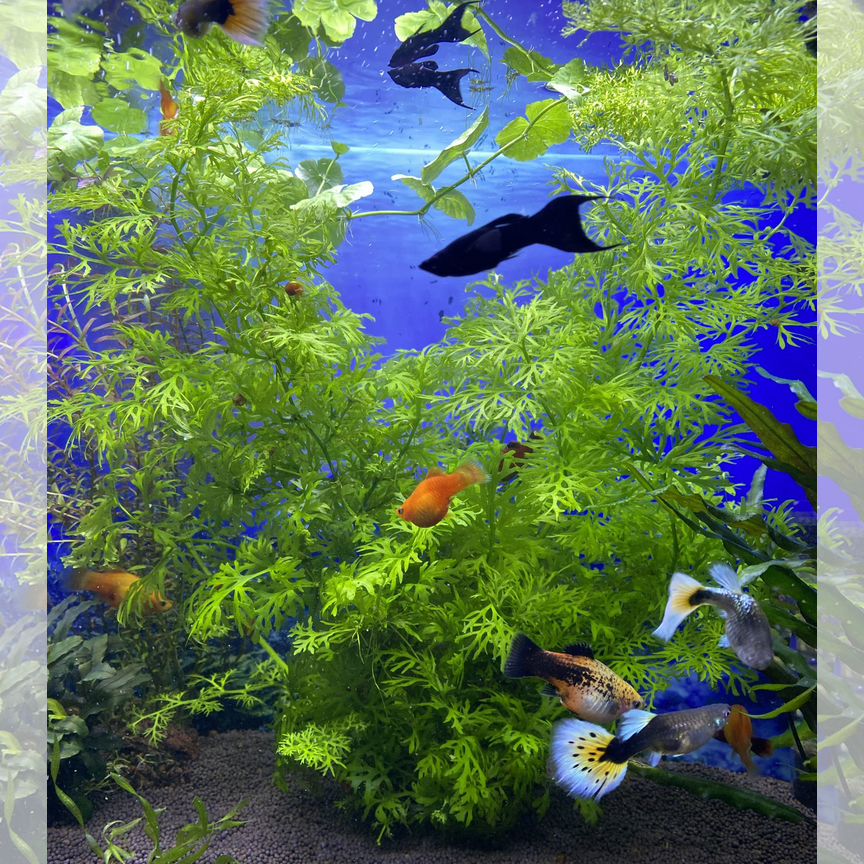 Аквариумные растения