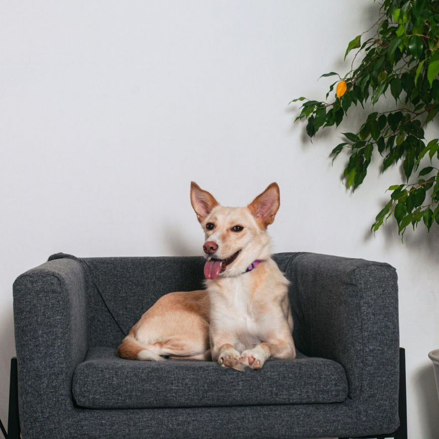 Собака в добрые руки