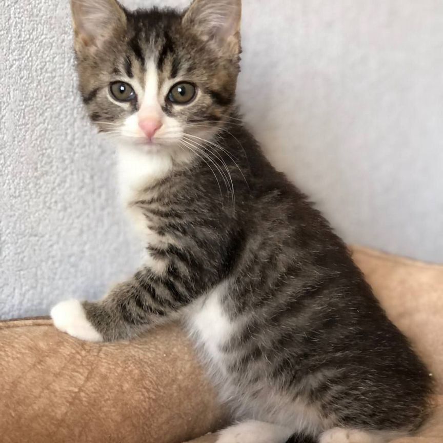 Котёнок Принцесса