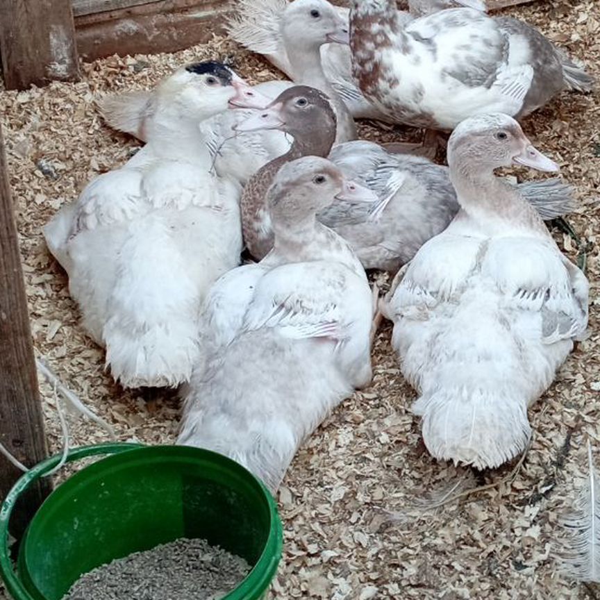 Индоутка мускусная утка