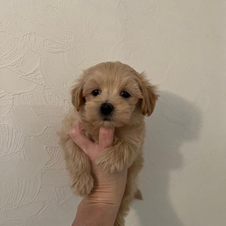 Мальтипу micro мальчик