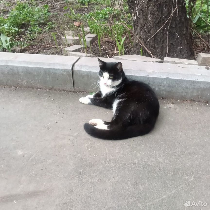 Домашний котик пропадает на улице