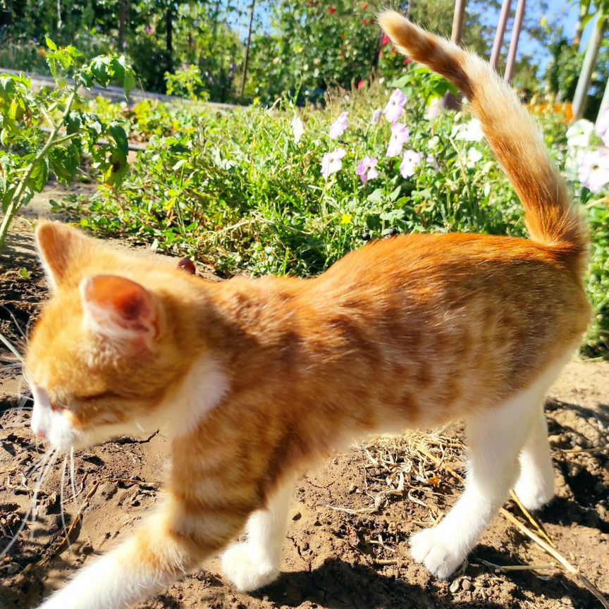 Кошечка с редким (для кошек) окрасом ищет дом