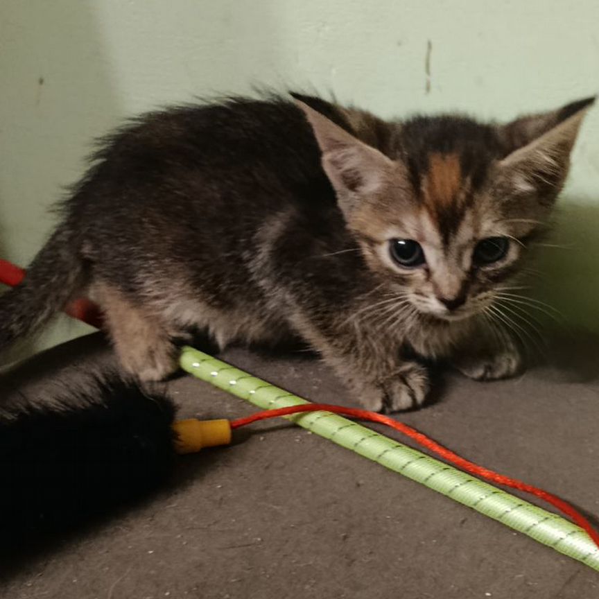 Абиссинский котёнок