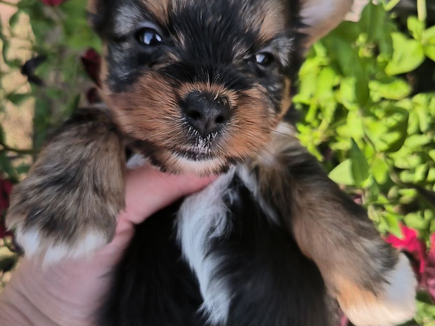 Цветной йоркширский терьер