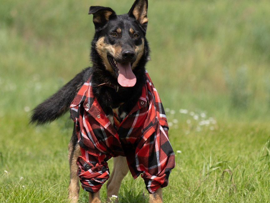 Статный красавец ищет семью