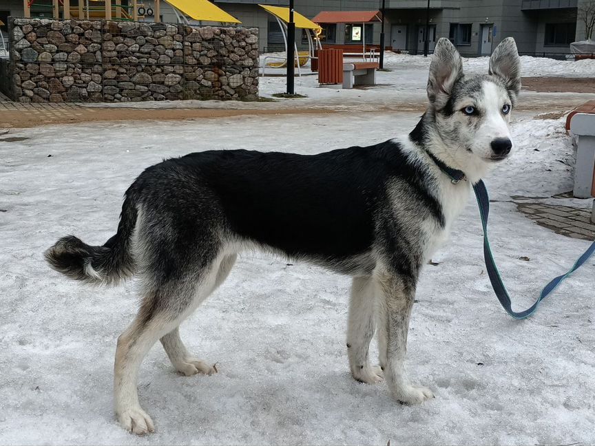 Щенки сибирской хаски мальчик