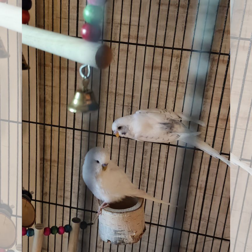 Волнистый попугай с клеткой