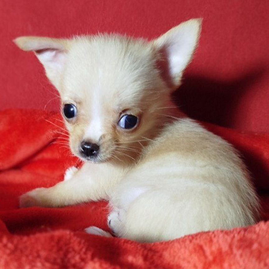 Помчи, щенок