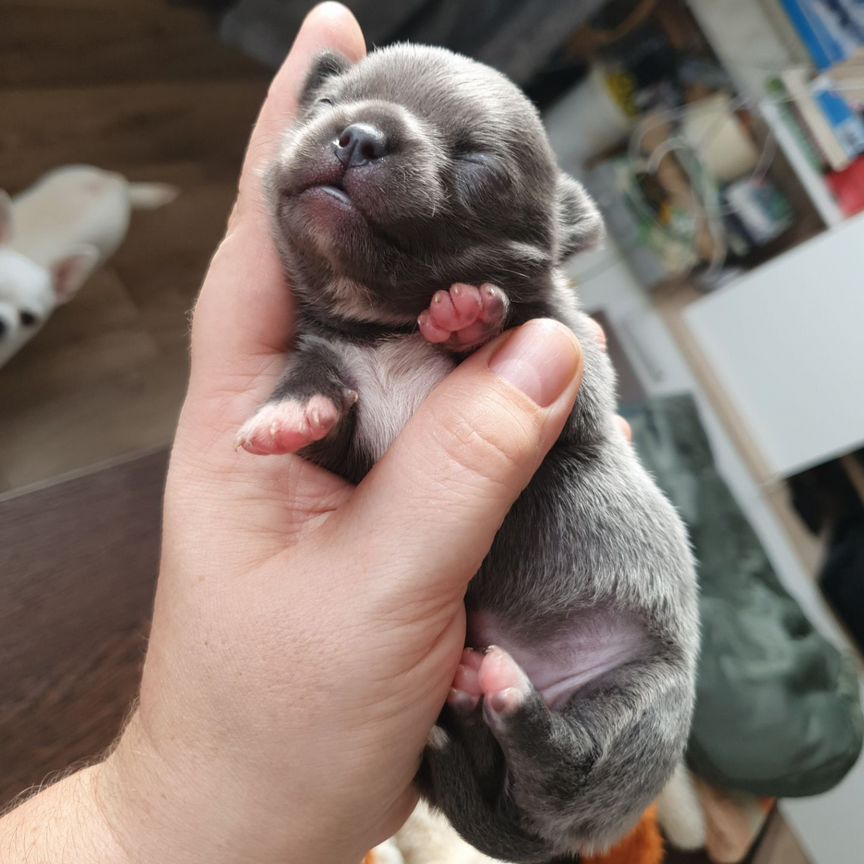 Щенки чихуахуа девочки