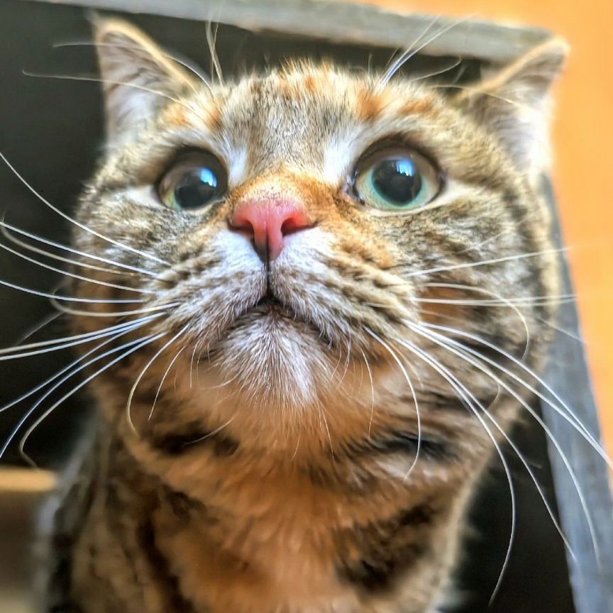 Милашка с розовым носиком