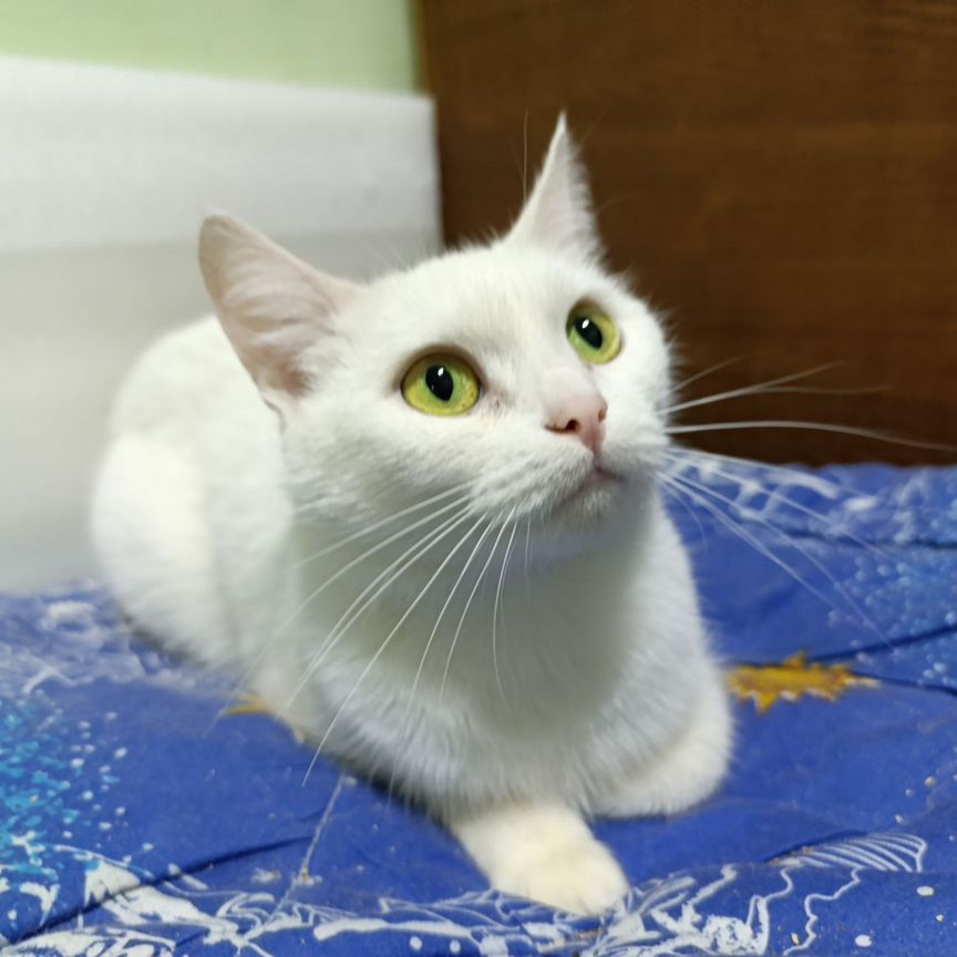 Отдам в добрые руки кошку
