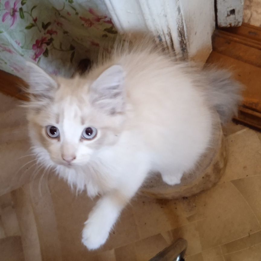 Белый пушистый котенок