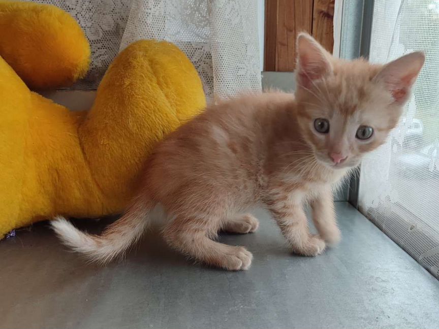 Котята ищут дом