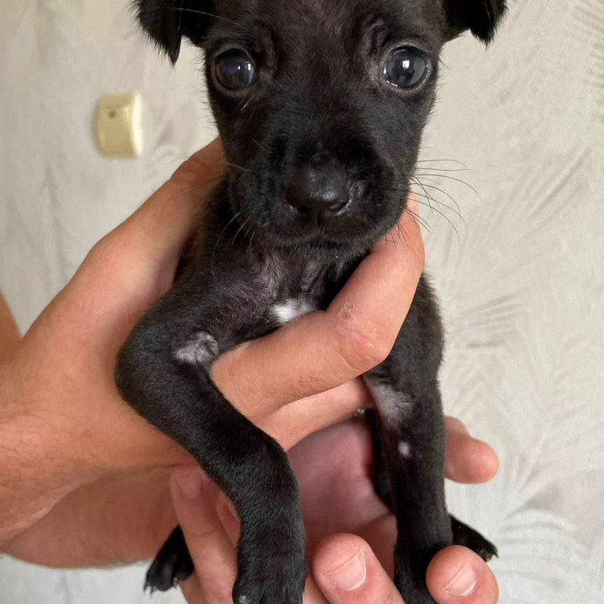 Отдам в добрые руки