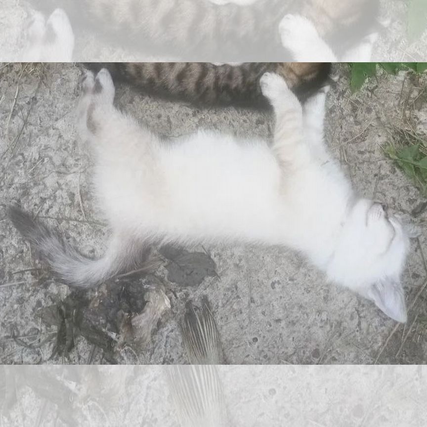 Котёнок в добрые руки