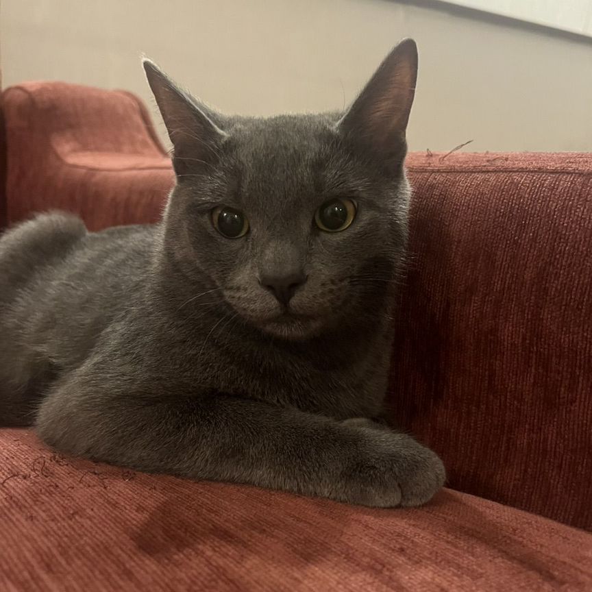 Кот, 6 месяцев