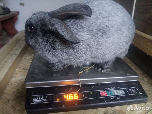 Кролики полтавское серебро