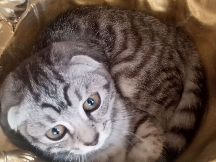 Шотландская кошечка веселухая