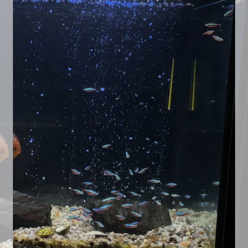 Красный неон