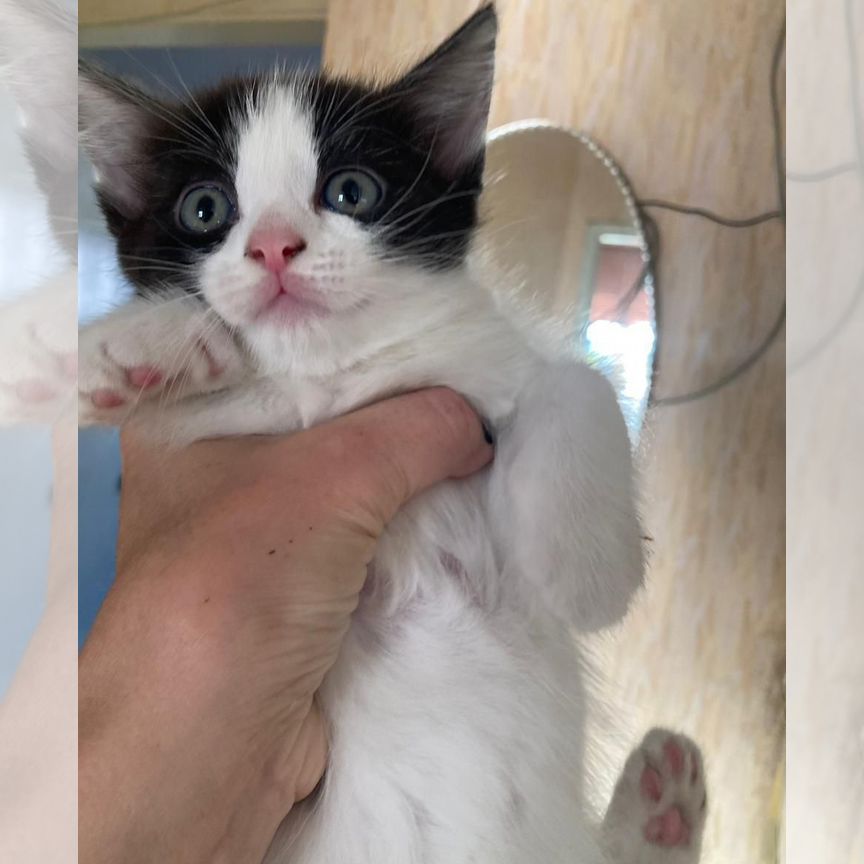 Котенок девочка 2 месяца