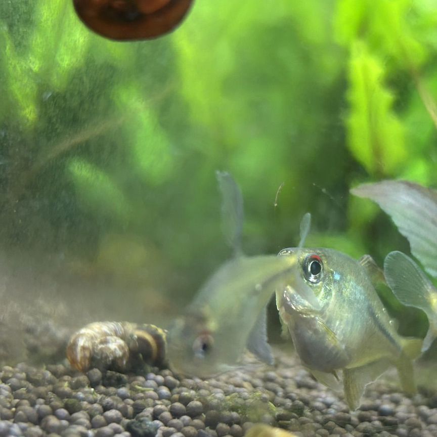 Улитка Хелена