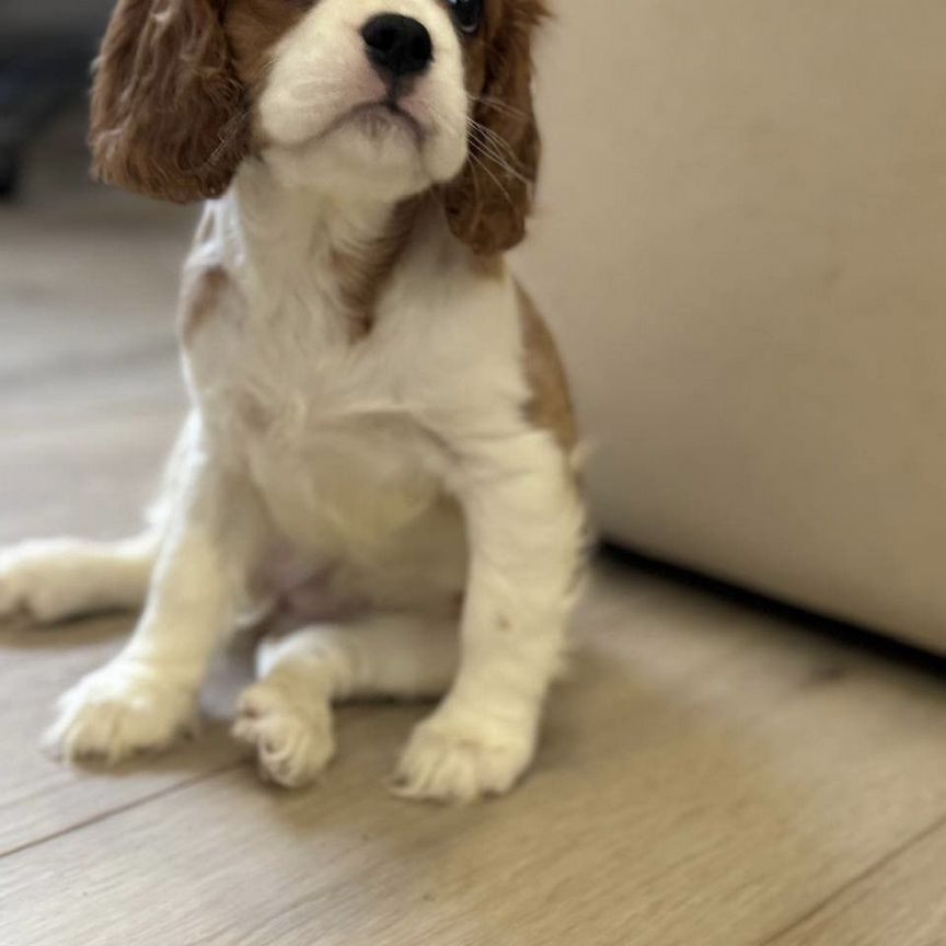 Кавалер кинг чарльз спаниель