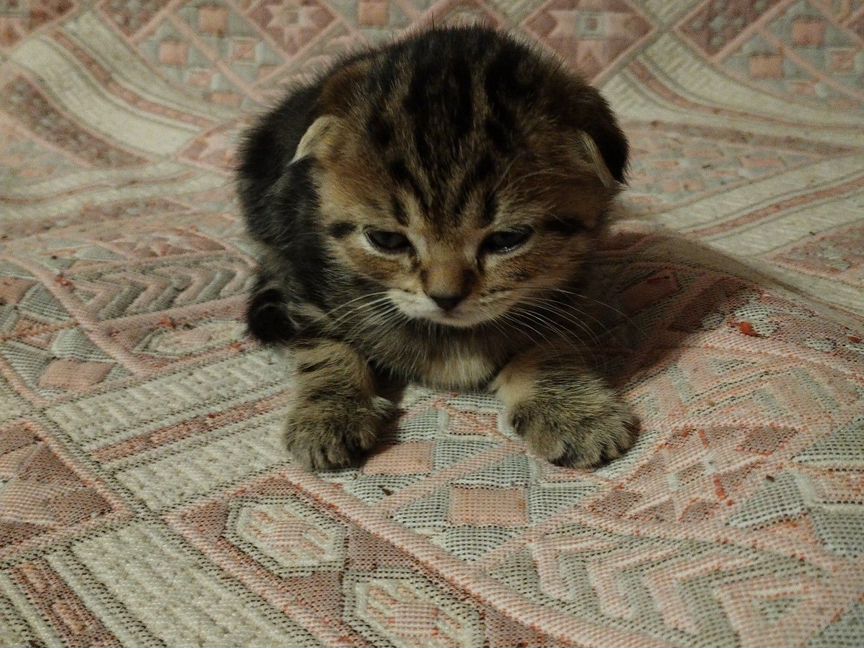 Шотландские котята