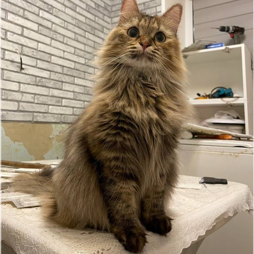 Взрослая, кошка в добрые руки