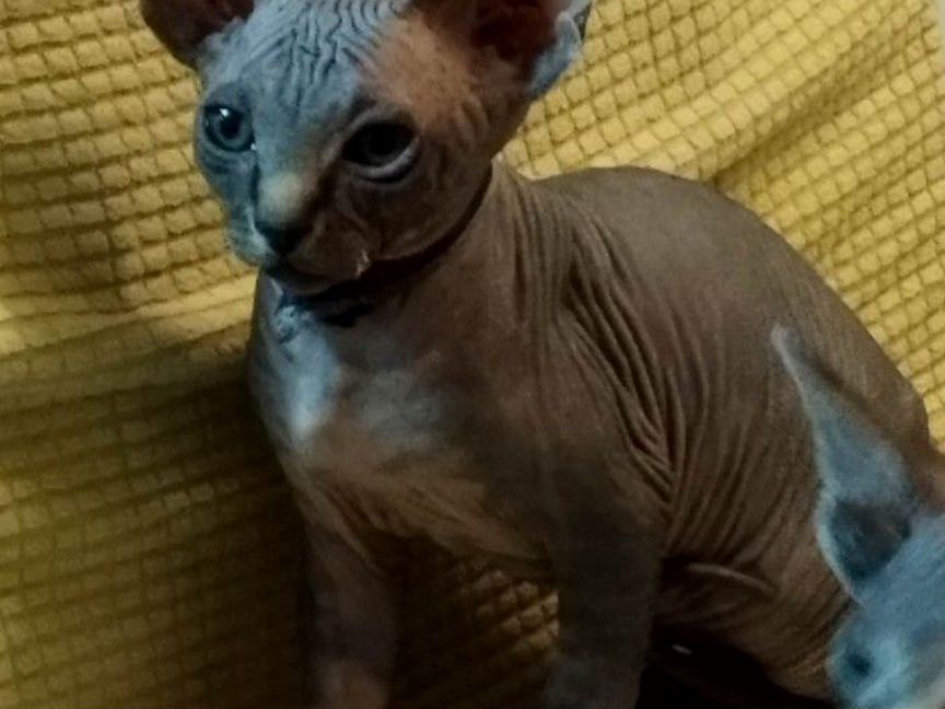 Канадский сфинкс котенок