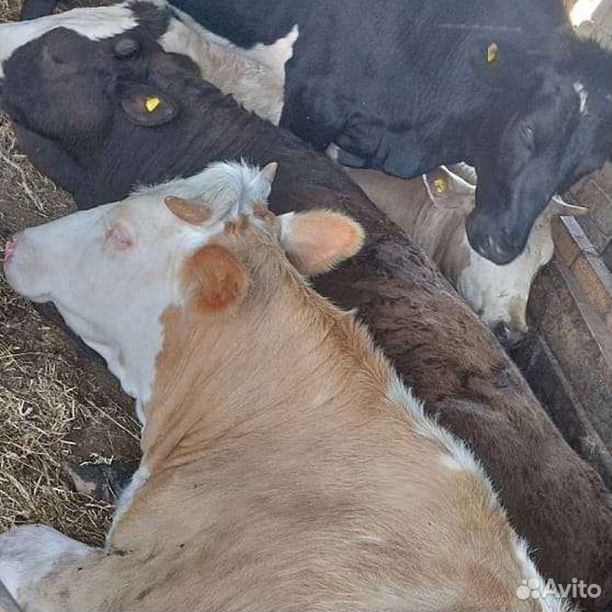 Тёлки стельных Свиньи дюрки от 100 кг ж а