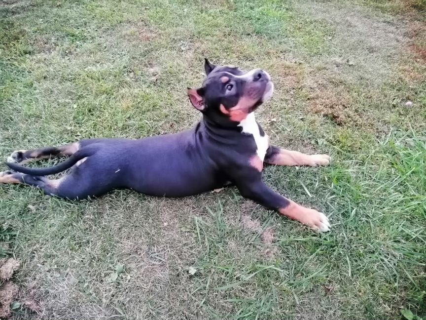 Американский булли classic