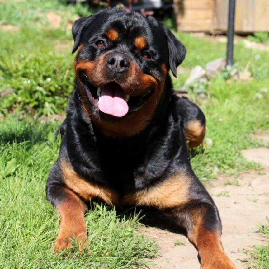 Вязка ротвейлера