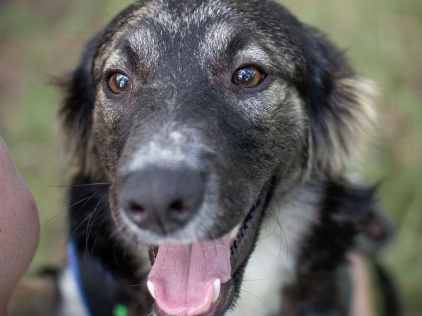 Малыш Генри в добрые руки
