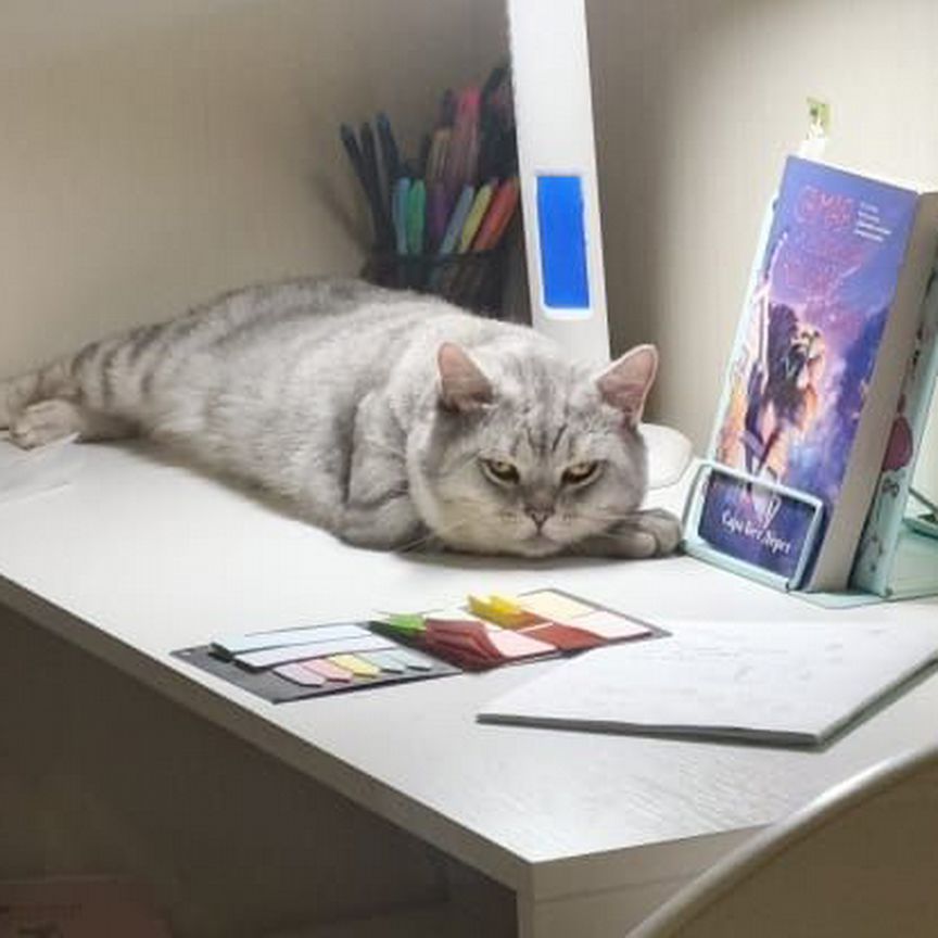 Шотландский прямоухий длинношёрстный кот, взрослый