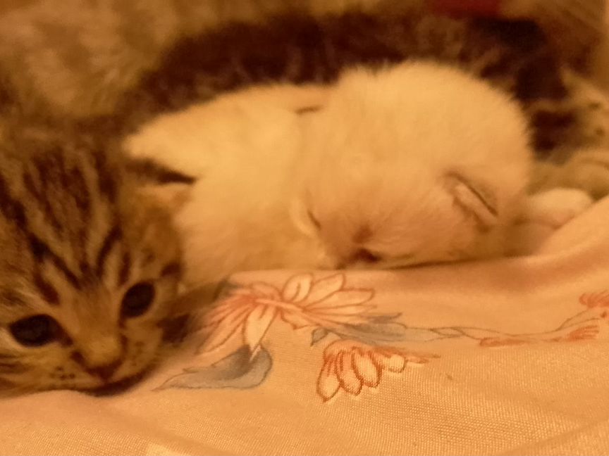 Шотландские вислоухие котята