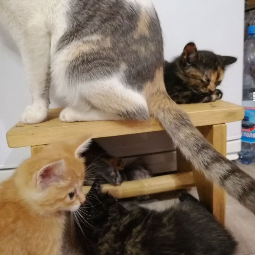 Отдам бесплатно котят