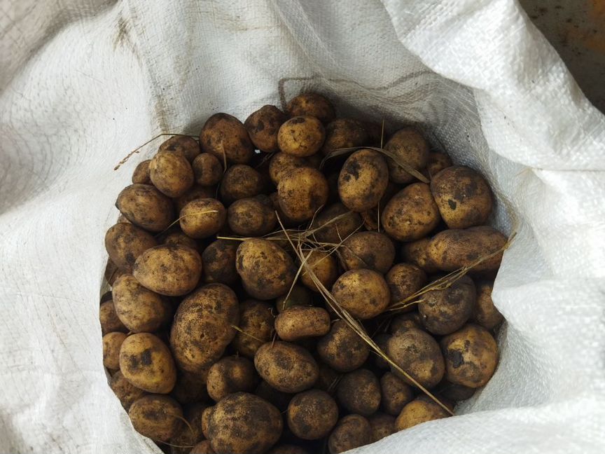 Картофель На корм животным