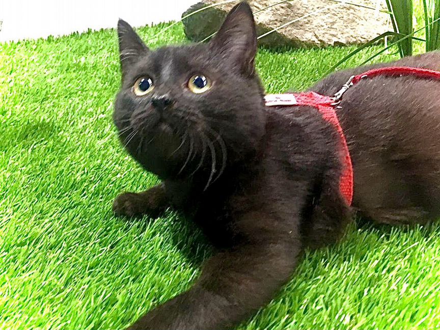 Котенок Черника, метис бомбейской кошки в дар