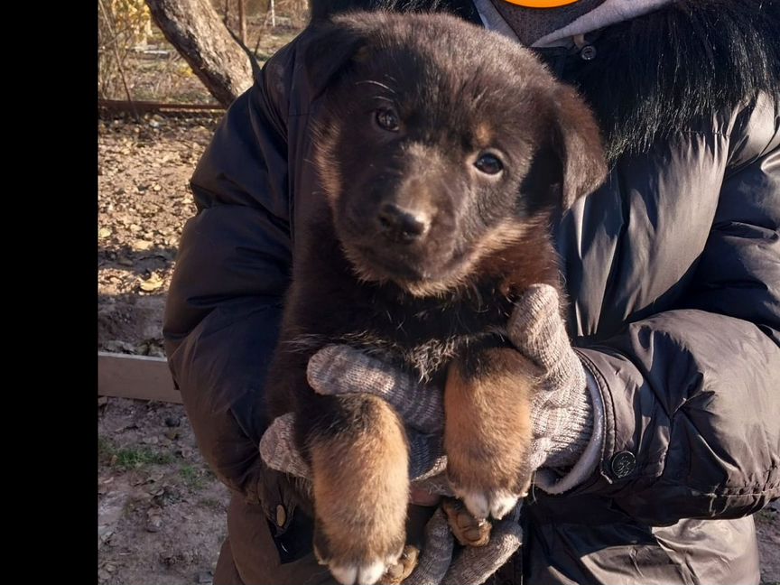 Щеночек-мальчик