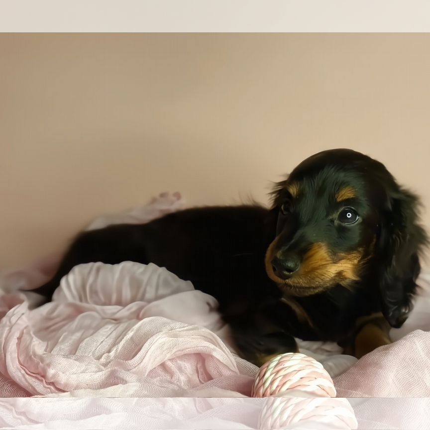 Кроличья такса, щенок