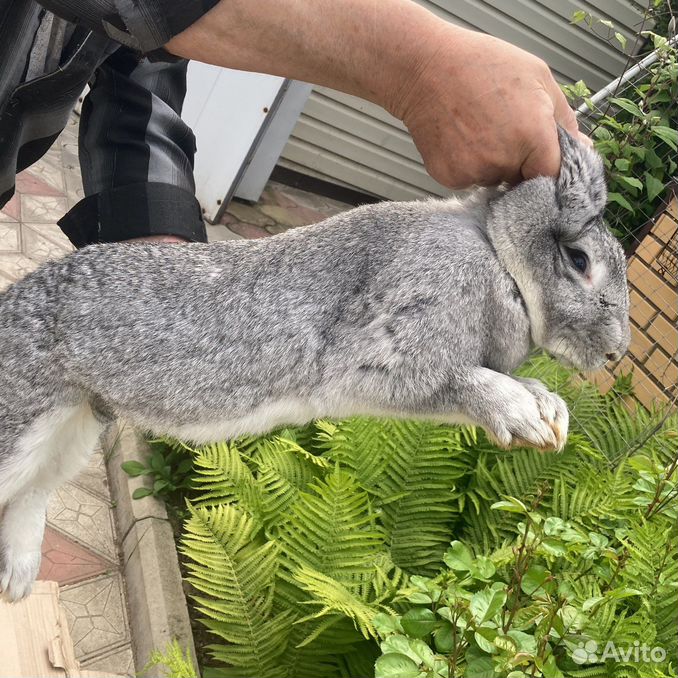 Кролик породы серый великан