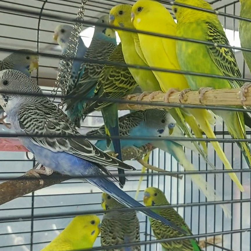 Волнистый попугай птенцы