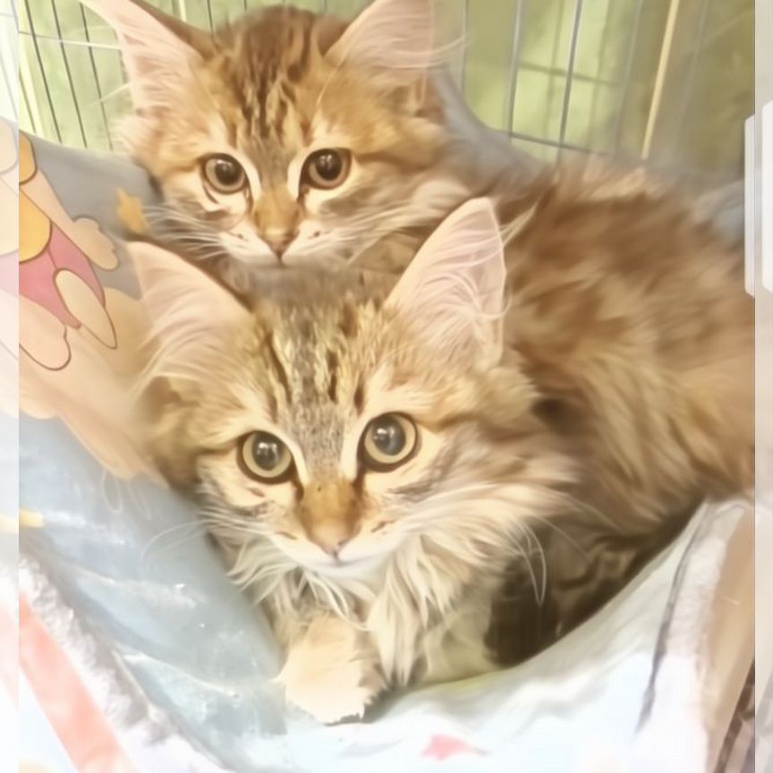 Сибирский котёнок