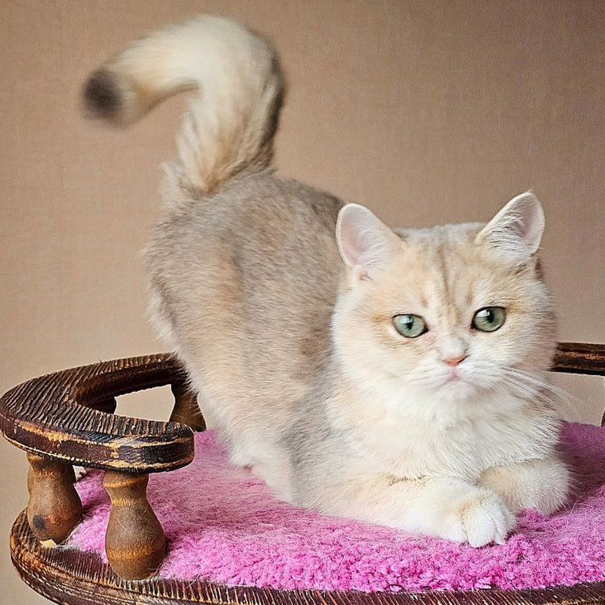 Золотая шиншилла девочка ay12